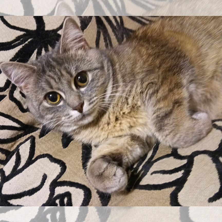 Взрослая, кошка в добрые руки