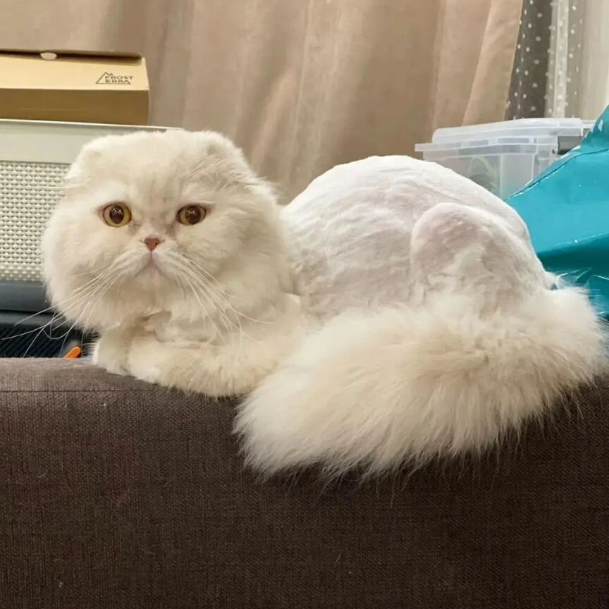 Шотландский вислоухий длинношёрстный, взрослый кот