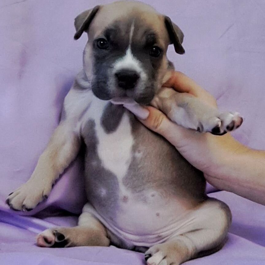 Девочка американский булли