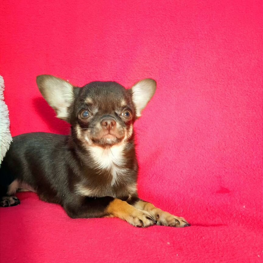 Маленькая шоколадка