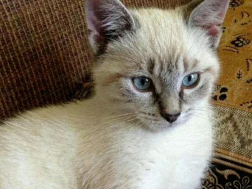 Мальчик тайский блю пойнт