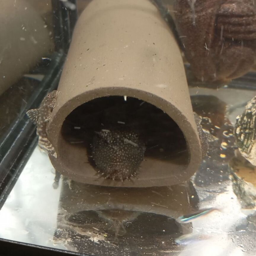 Продам аквариумных сомиков