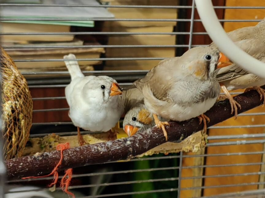 Зебровые амадины