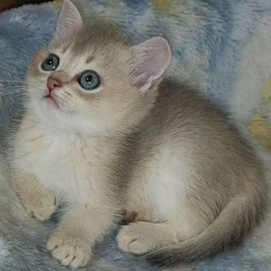 Британский короткошёрстный котёнок