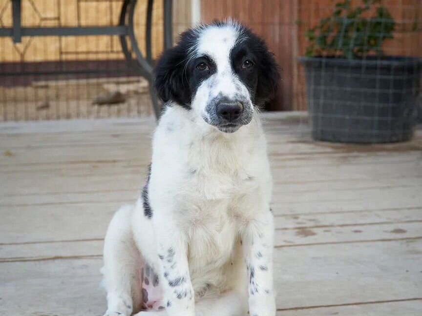 Щенок девочка Лола 5 мес в поисках дома