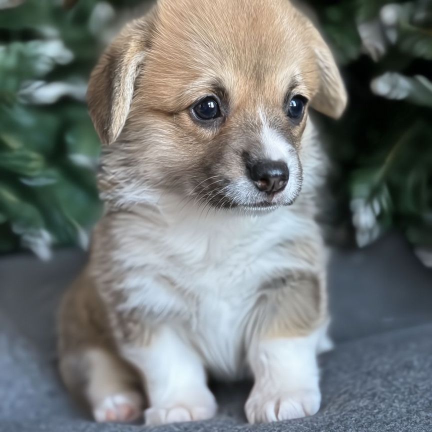 Вельш Корги Пемброк, щенок