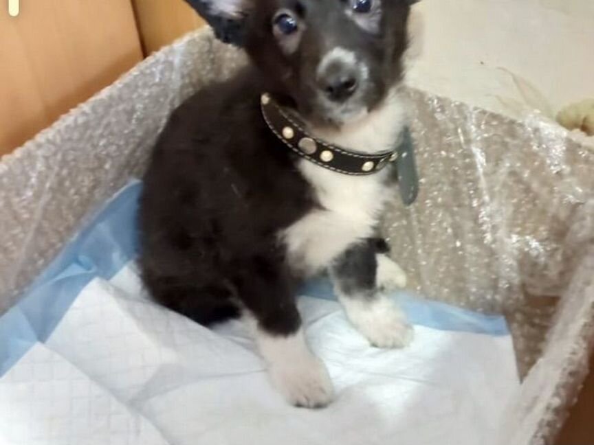 Собака в добрые руки