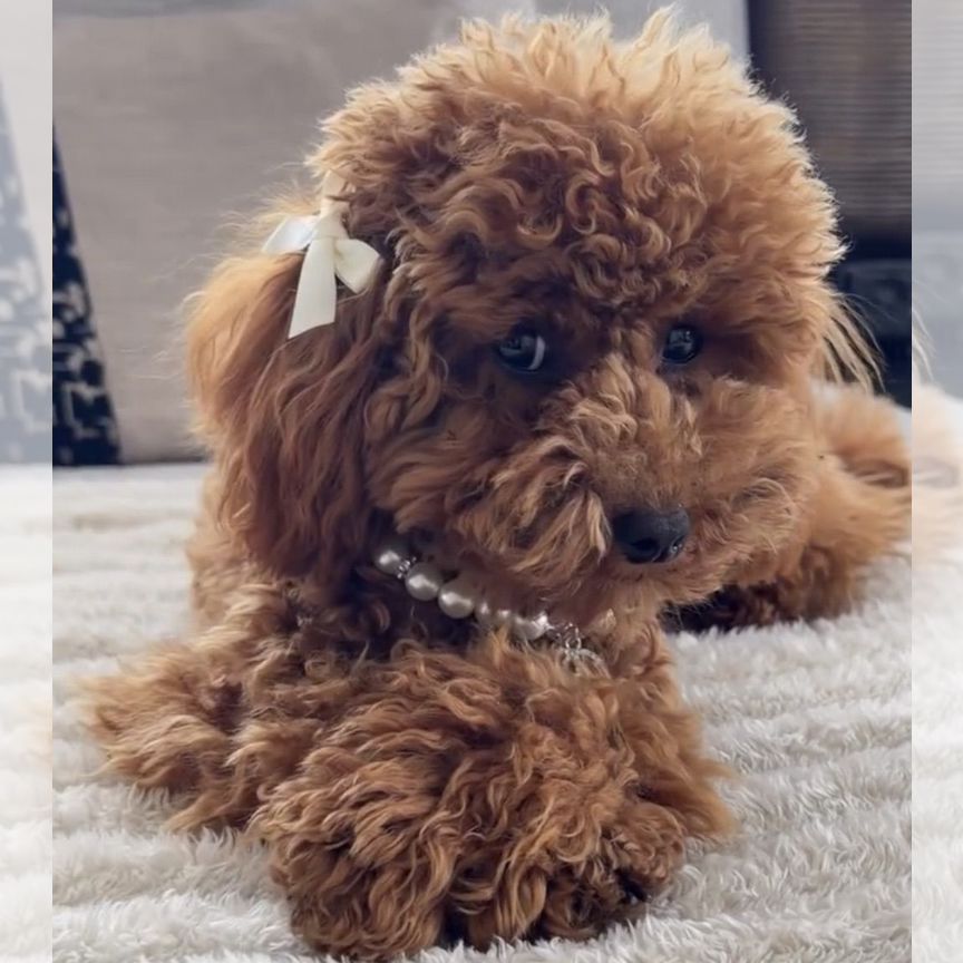 Той-пудель, щенок