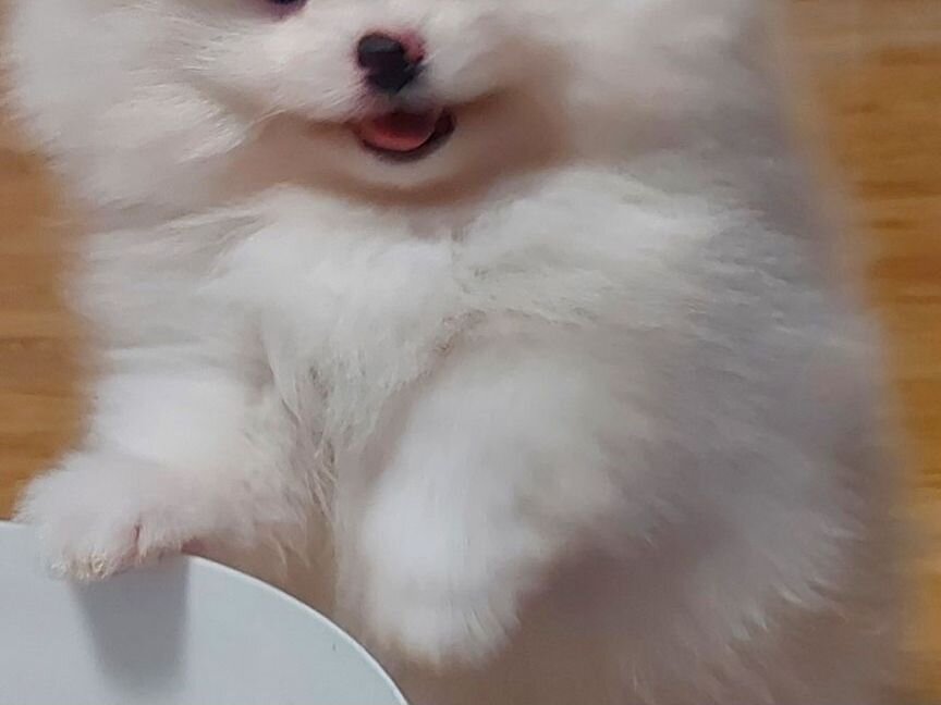 Померанский шпиц, мальчики белоснежные