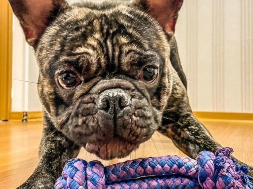 Французский бульдог