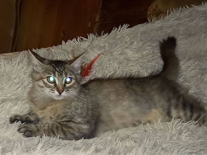 Котёнок девочка с приданым