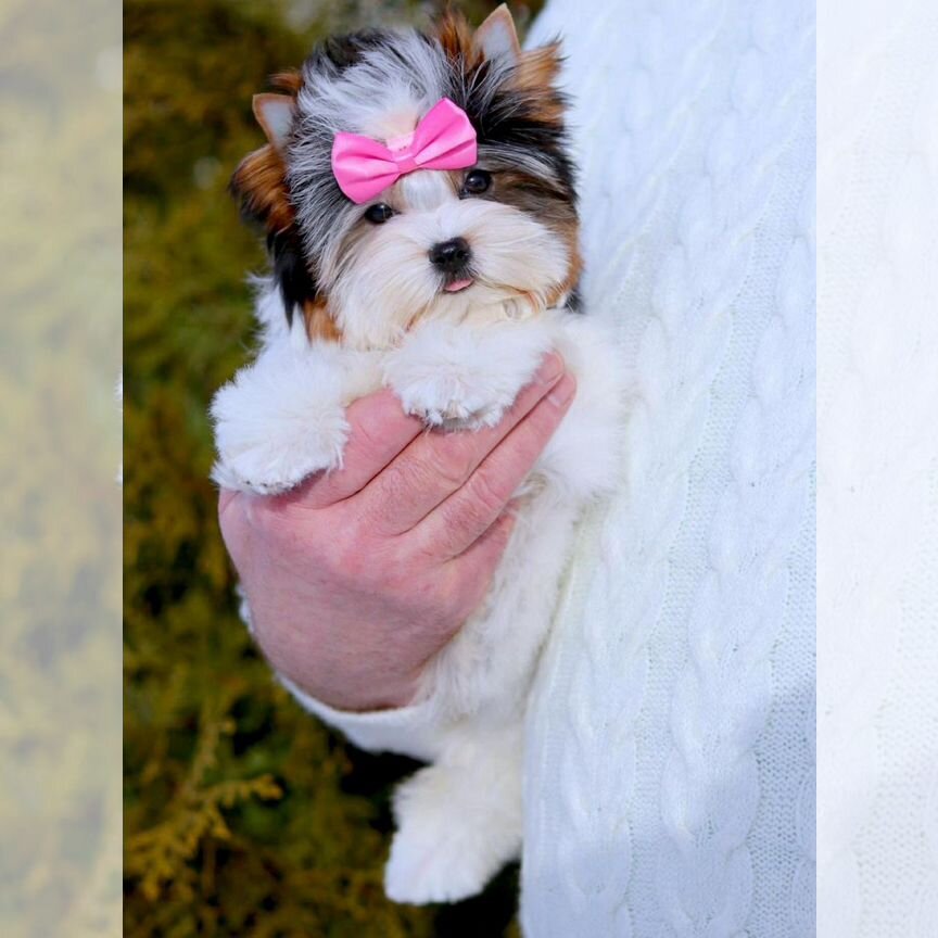 Бивер-йоркширский терьер, щенок