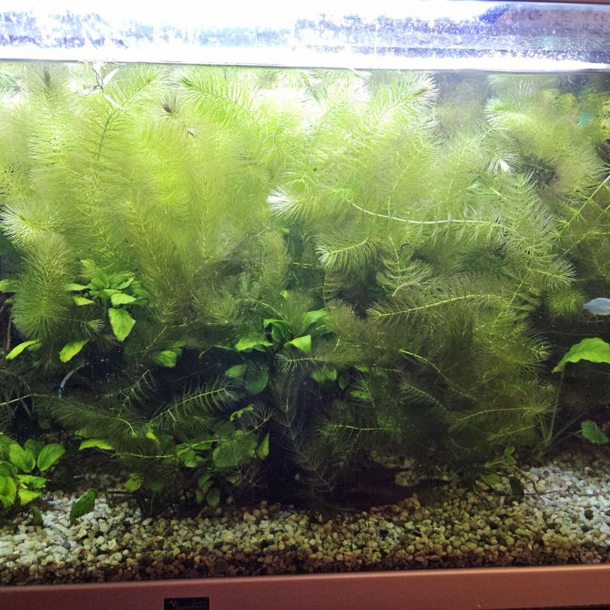 Аквариумная прополка, роголистник