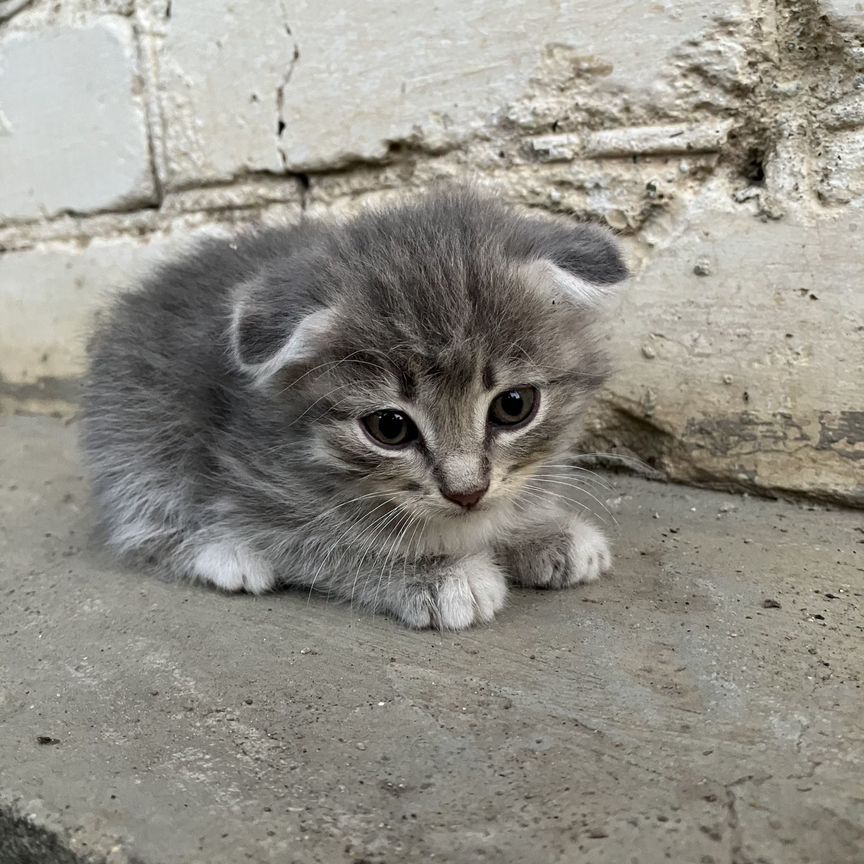 Котята в добрые руки бесплатно