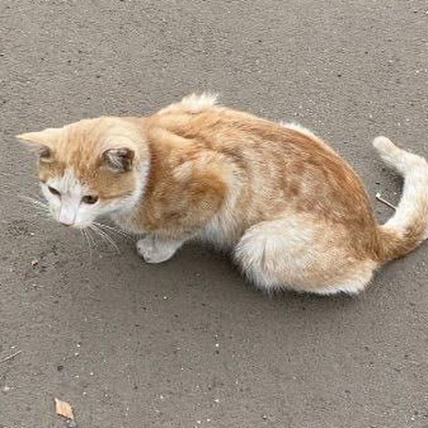 Взрослый кот в добрые руки