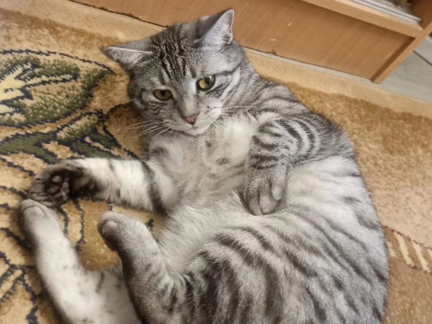 Кошка в дар бесплатно