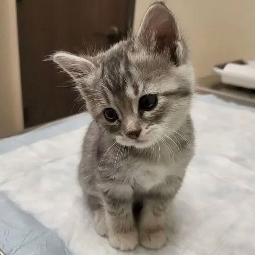 Котёнок в добрые руки