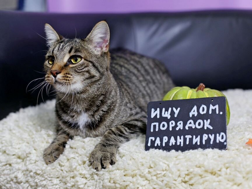 Очень хорошая и молодая котодевочка ищет семью