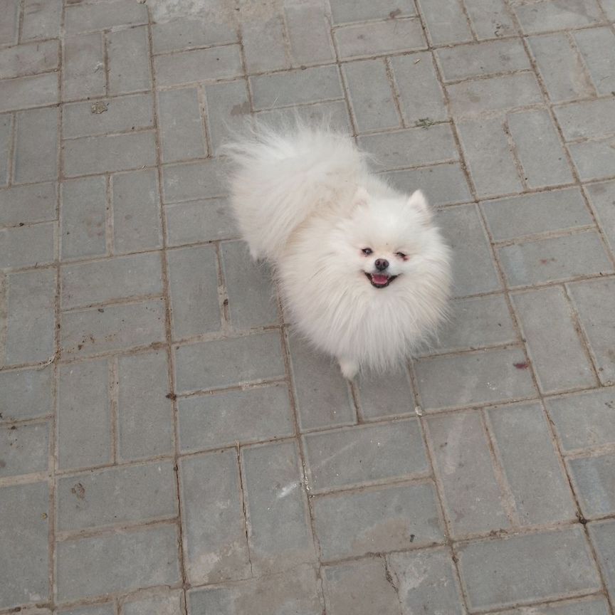 Померанский шпиц мальчик