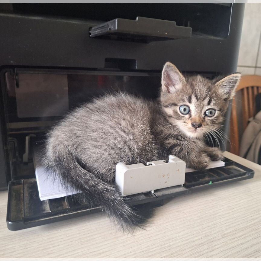 Британские котята