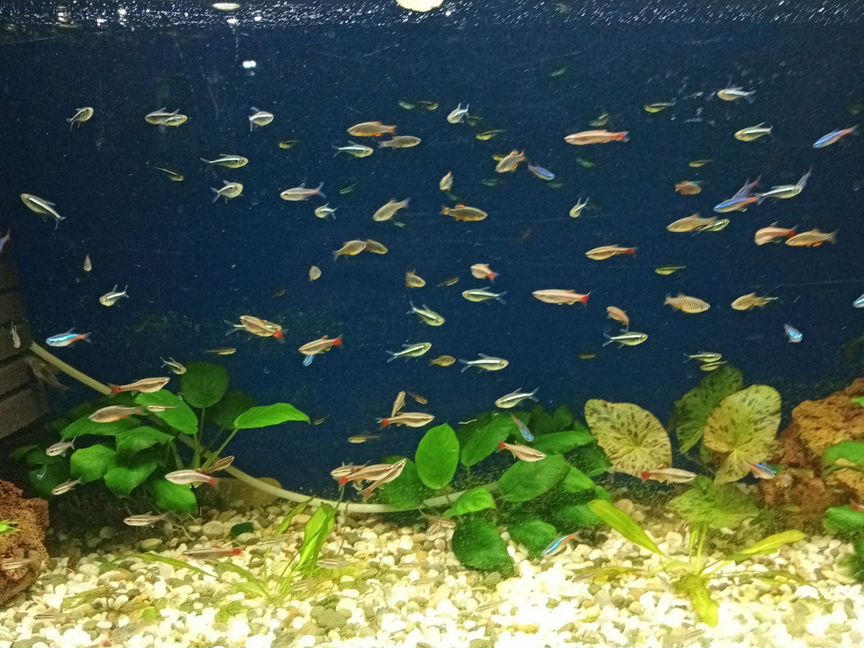 Аквариумные рыбки