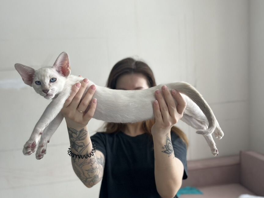 Ориентальный котенок