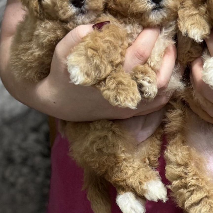 Мальтипу, щенок