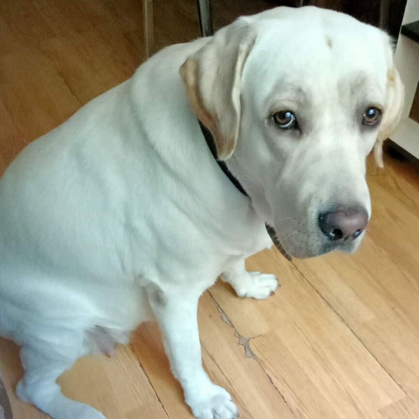 Ищу мальчика для вязки