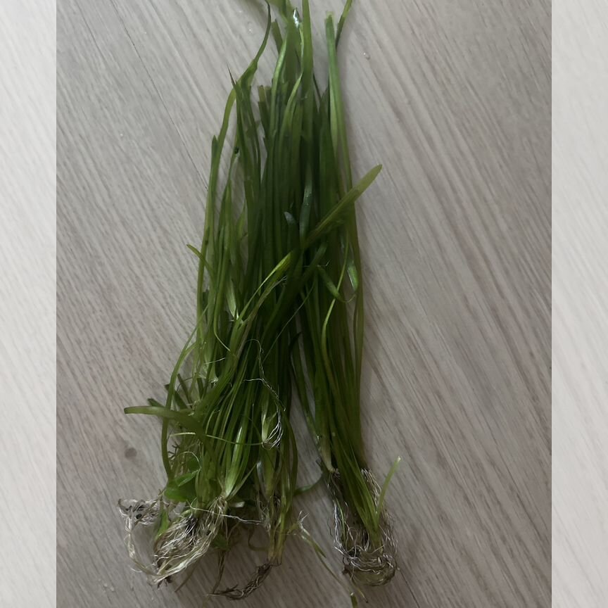 Аквариумное растение