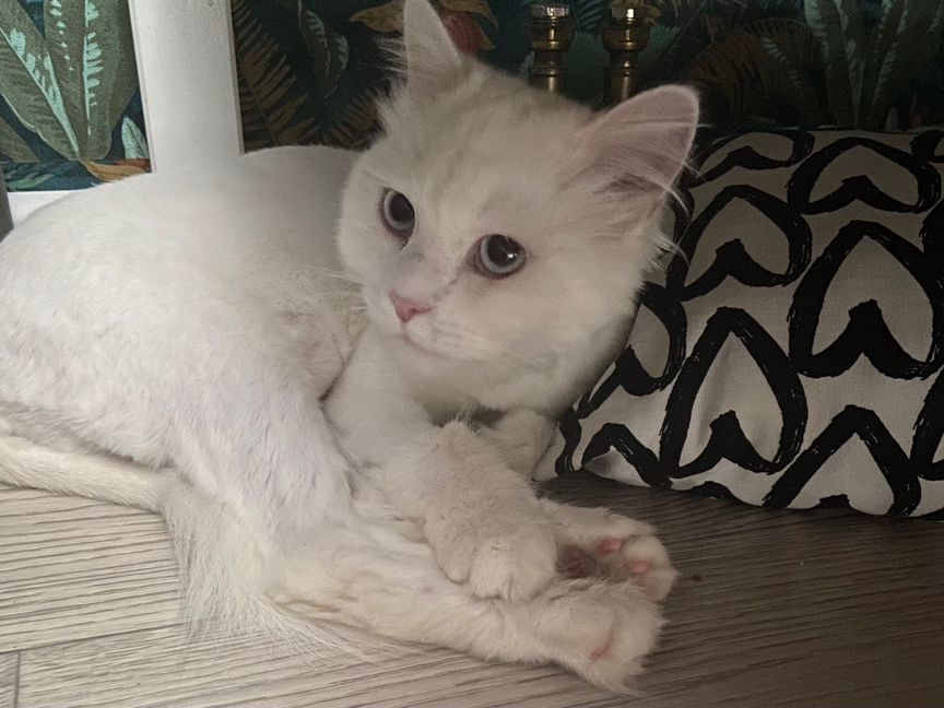 Кошка турецкая ангора