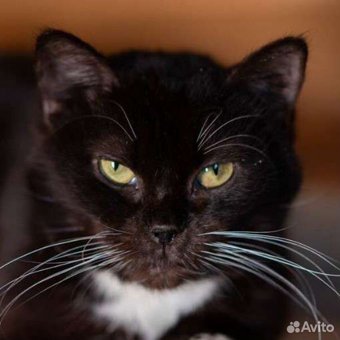 Черные бриллианты с белой манишкой