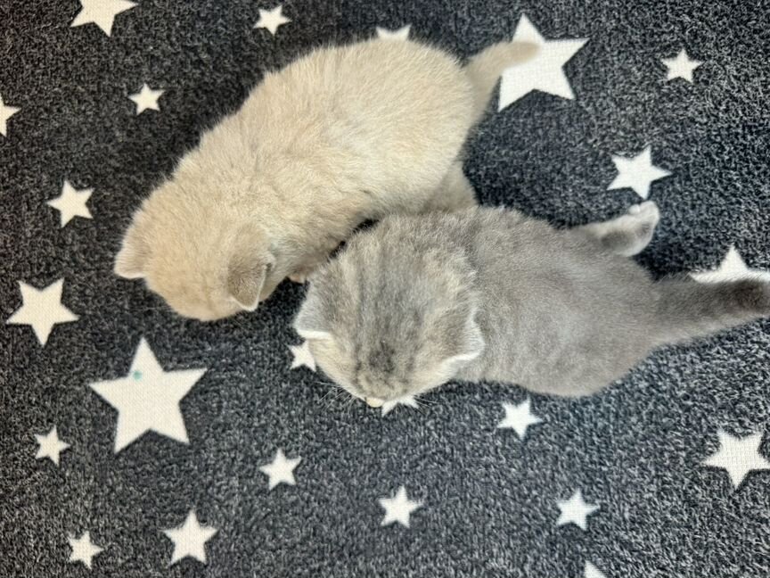 Шотландские котята