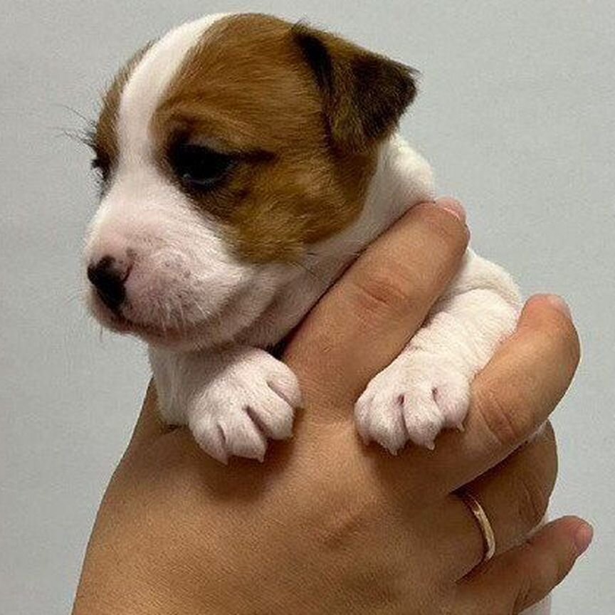 Джек-рассел-терьер, щенок