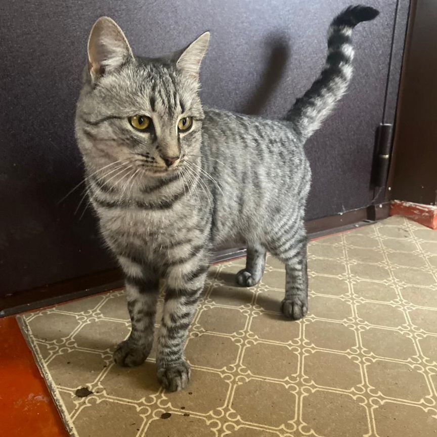 Котик