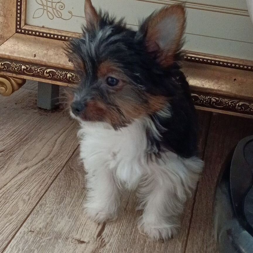 Бивер-йоркширский терьер, щенок