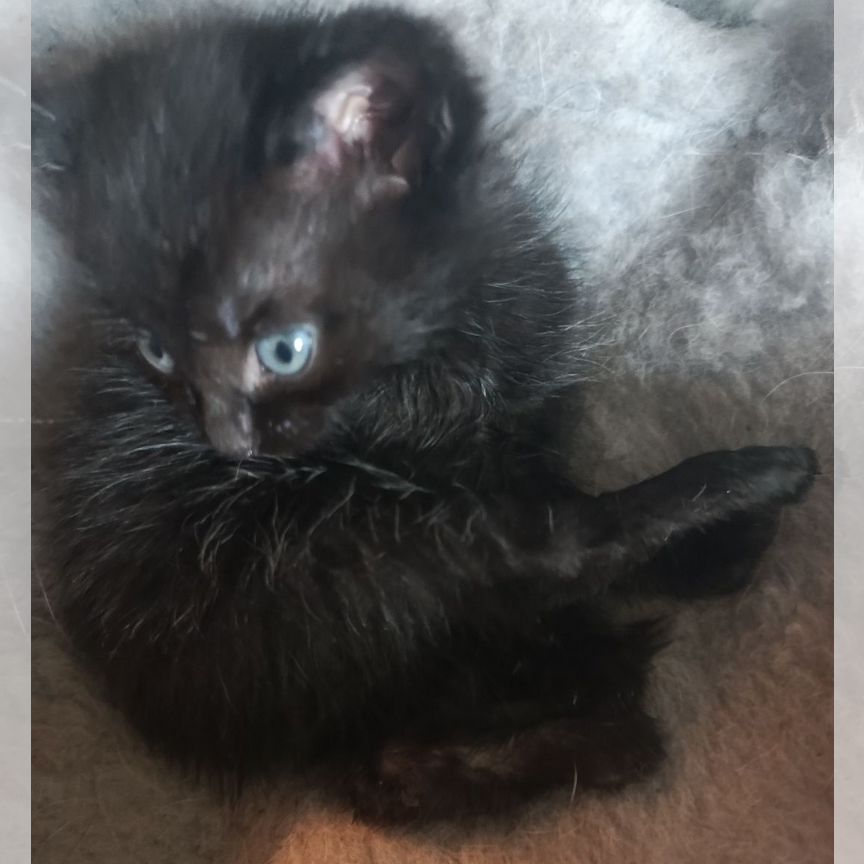 Котёнок в добрые руки