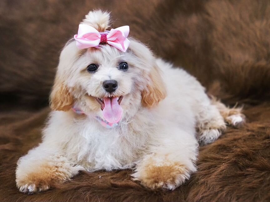 Мальчик мальтипу Ф1, стандарт, 5 мес