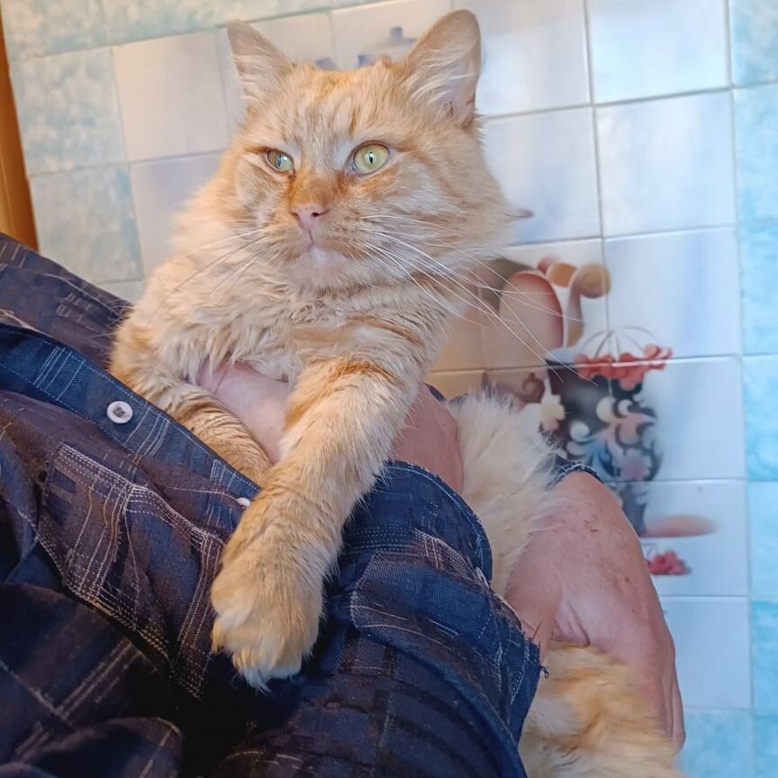 Взрослый кот в добрые руки
