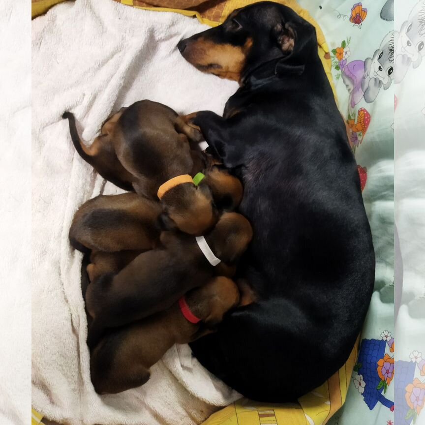 Такса, щенок