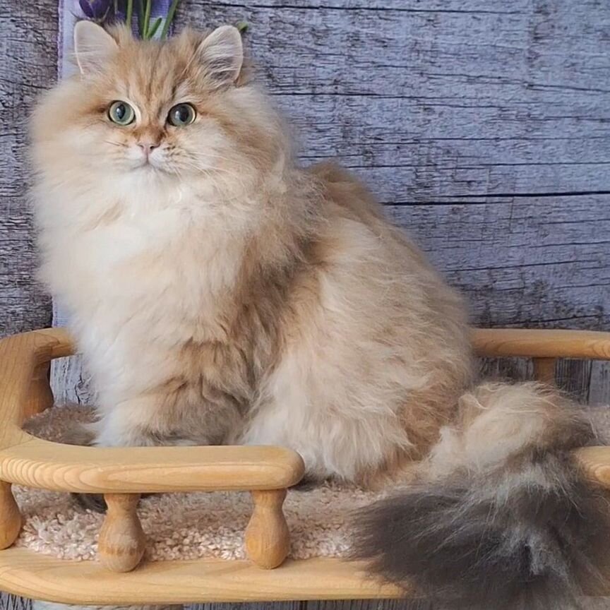 Британский длинношёрстный котёнок