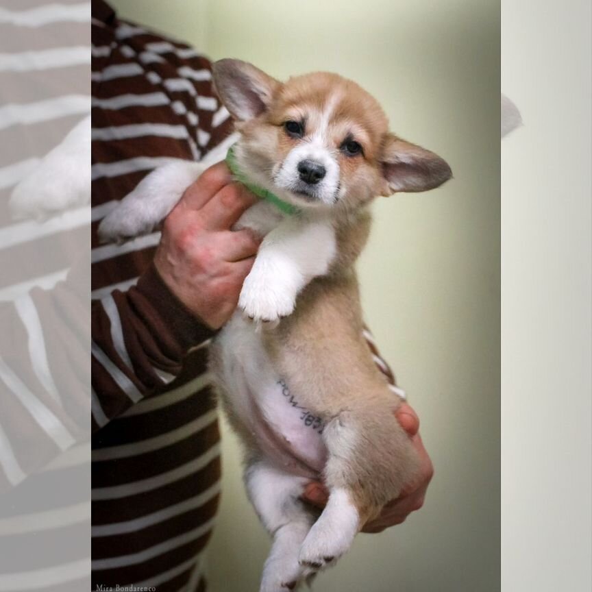 Детки вельш- корги