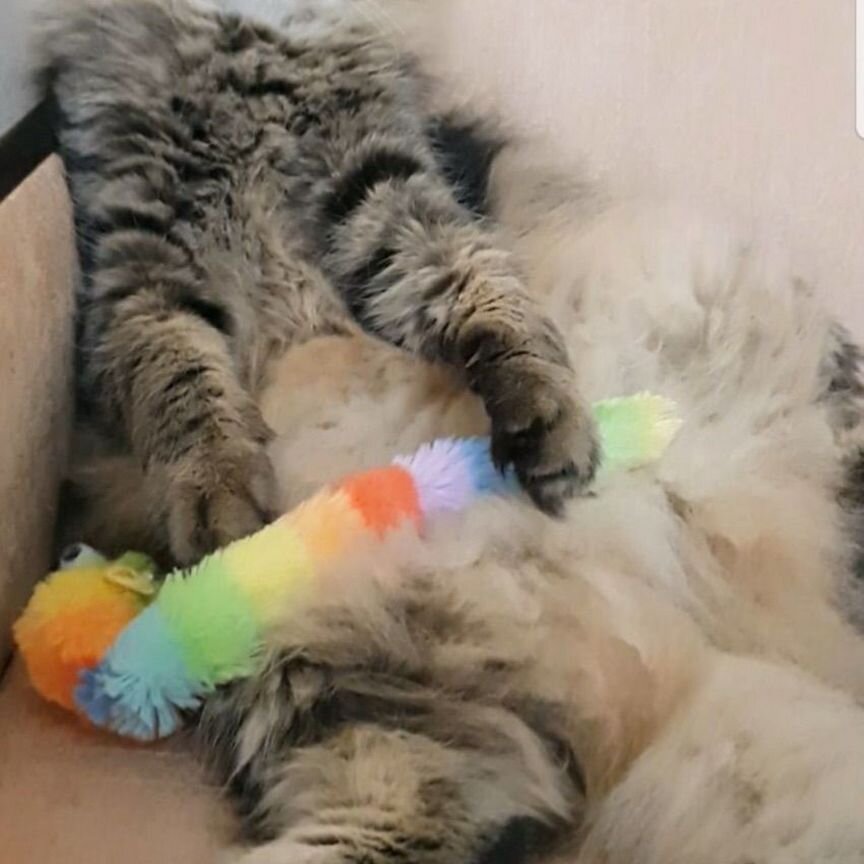 Кот