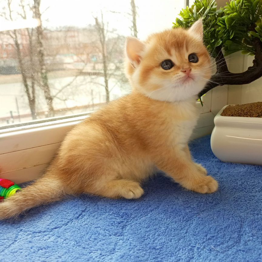 Золотая шиншилла. Клубные котята