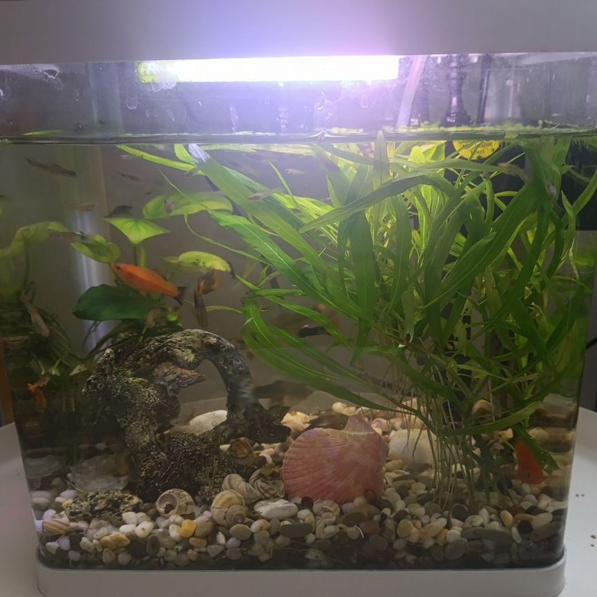 Аквариумные рыбки гуппи