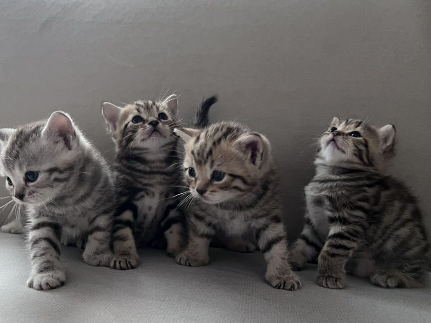 Шотладские котята