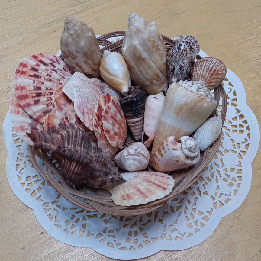 Морские Ракушки набор