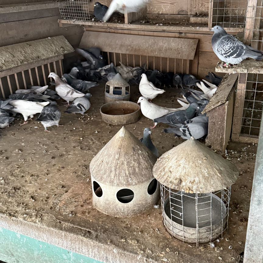 Спортивные голуби