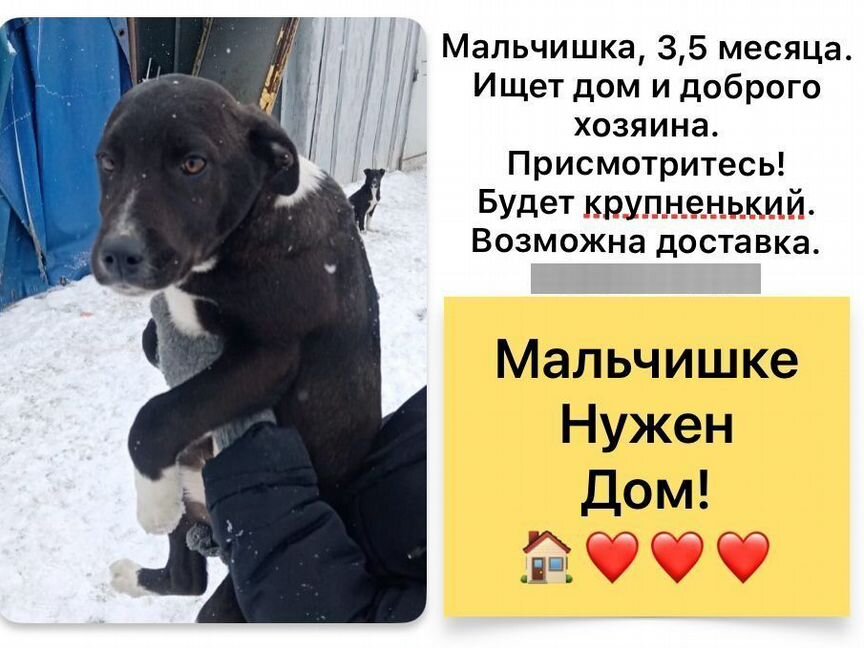 Отдам кутят в добрые руки