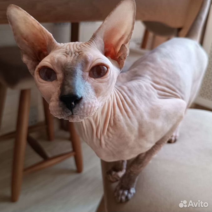 Донской сфинкс кошка