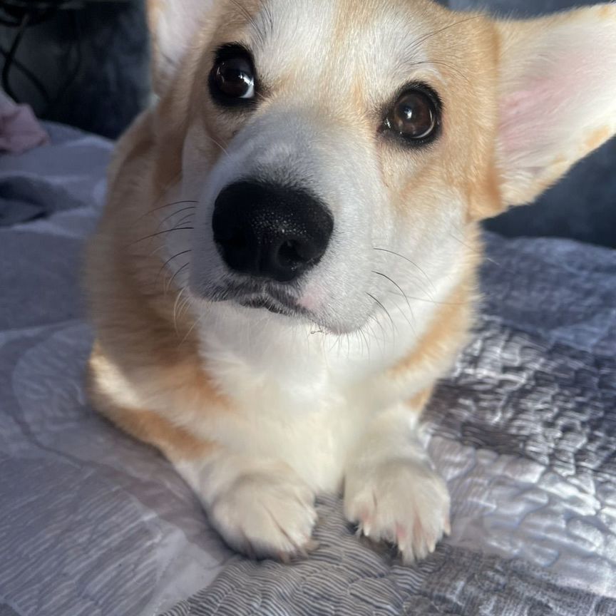 Отдам Корги бесплатно